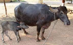 Registered buffalo breeds in India | Animals Super Store
