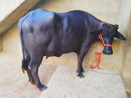 Registered buffalo breeds in India | Animals Super Store