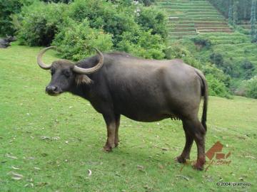 Registered buffalo breeds in India | Animals Super Store